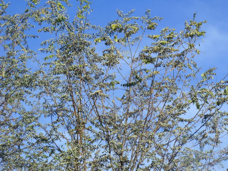 I dřeviny mají v pískovnách své místo, kapitola 4 - PŘÍRODA.cz